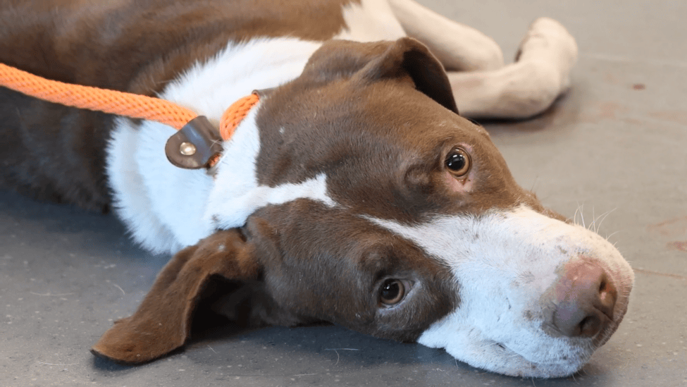Dog Impaled on a Fence and Treated at AHS Is Ready for Adoption ...