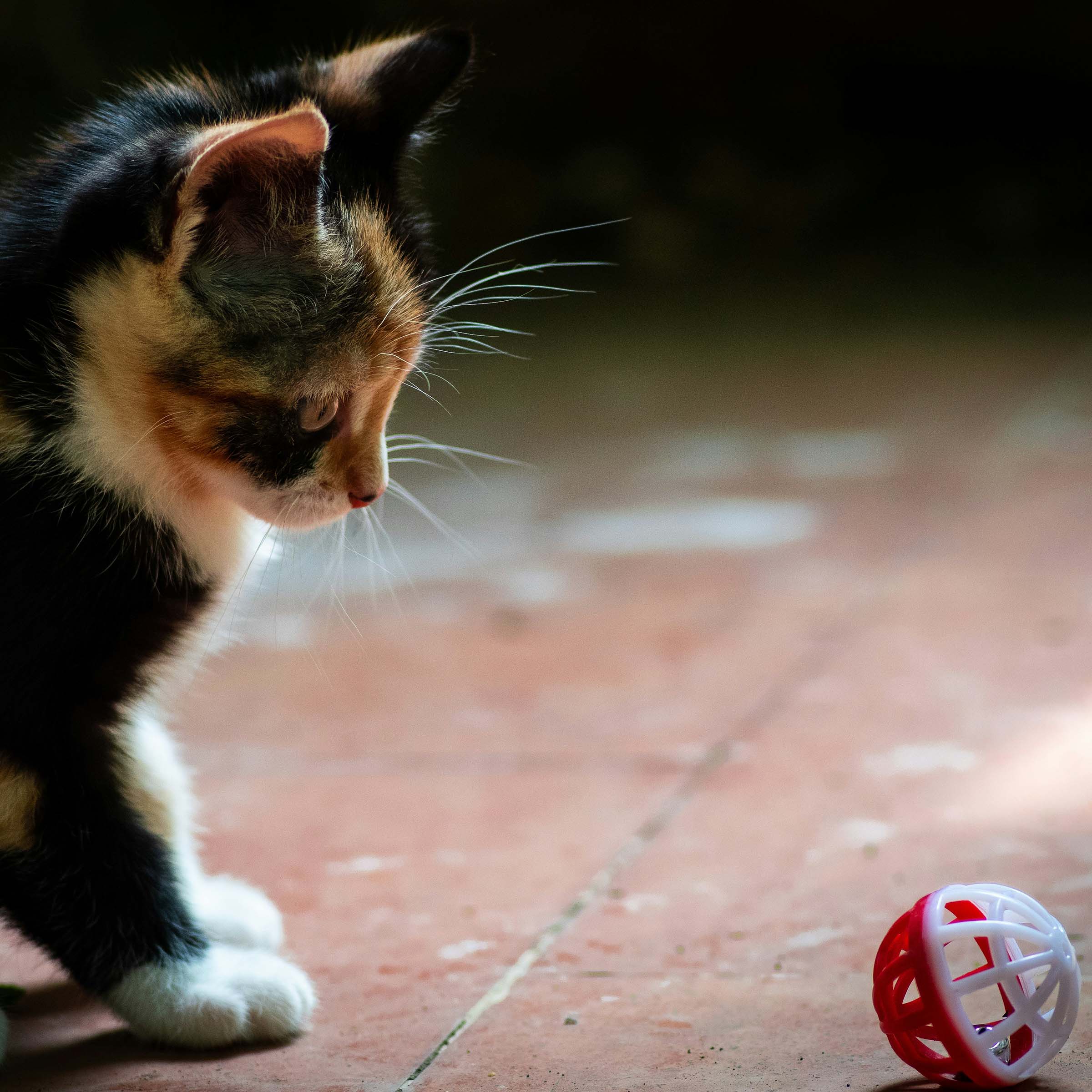 7 Signs of a Lonely Cat and How to Improve Their Well-Being - Arizona ...