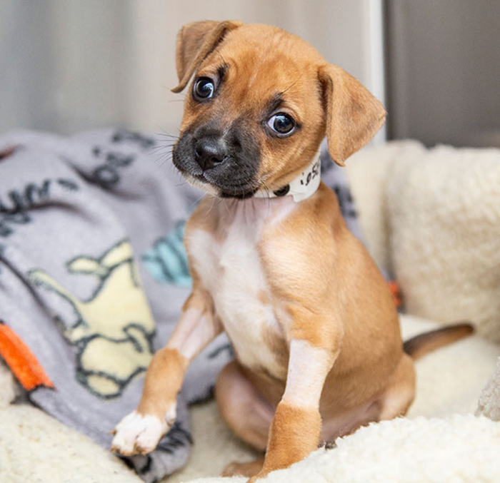 All Veterinary Services - Arizona Humane Society