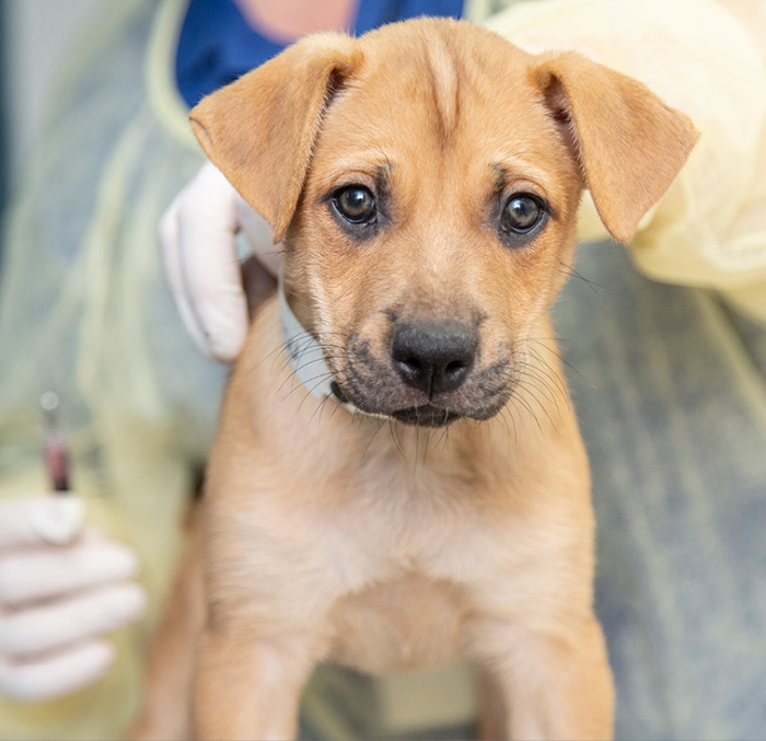 All Veterinary Services - Arizona Humane Society